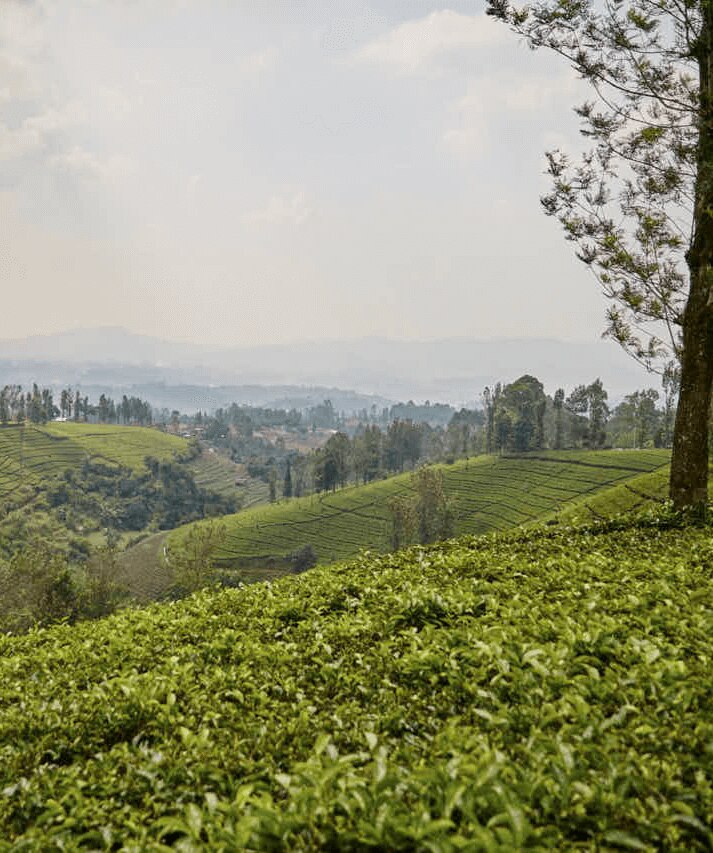 Capsule café à base de papier compostable | Nespresso